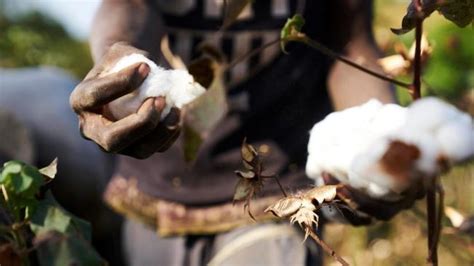 Production cotonnière Le Mali leader africain