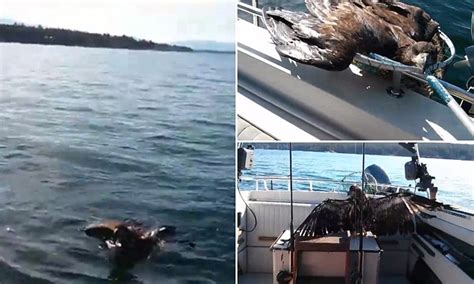 Vancouver Fisherman Finds BALD EAGLE And Lets Him Dry On His Boat