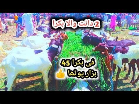 Update Lahore Bakra Mandi Shahpur Kanjra Qurbani K Bakray Qurbani Ka