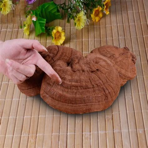 Vietnam Dried Reishi Mushroom Ganoderma Lucidum Lingzhi Whole Slice And