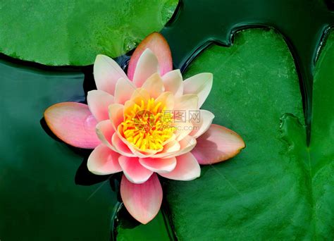 粉色莲花高清图片下载 正版图片503318450 摄图网