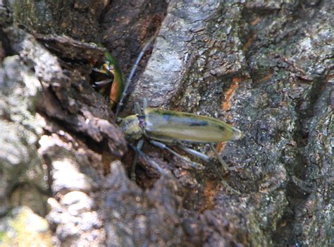 2017年7月20日富山市ねいの里カミキリムシの仲間Ⅱ② 昆虫大好き、あきら親父の撮った生態写真