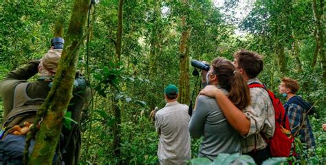 How Long Does Chimpanzee Trekking Take In Kibale Kibale National Park