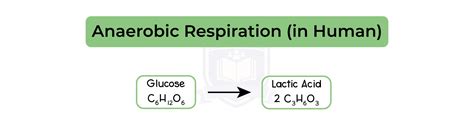 IGED BIO TOPIC 8 003 Aerobic Respiration In Human Studia Academy