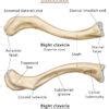 Ulna Definition Location Anatomy Functions Labeled Diagram