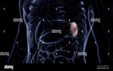 Anatomía de los órganos del cuerpo humano bazo Fotografía de stock Alamy