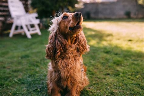 Do Cocker Spaniels Bark A Lot Possible Reasons Helpful Tips Hepper