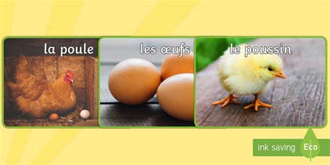 Photos Le Cycle De Vie De La Poule Photos D Affichage