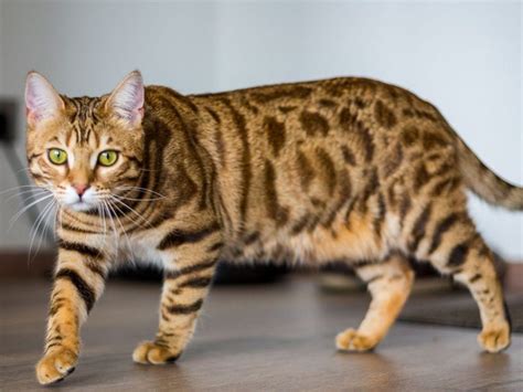 Cómo preparar tu hogar para un gato Bengalí Mundogatuno one