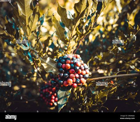 Les graines de café poussent dans une plante vibrante la promesse de