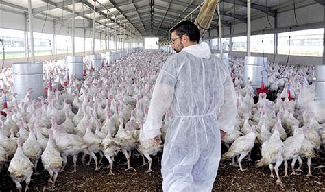 Alerta Reporta México primer caso de gripe aviar H5N1 El Habanero News