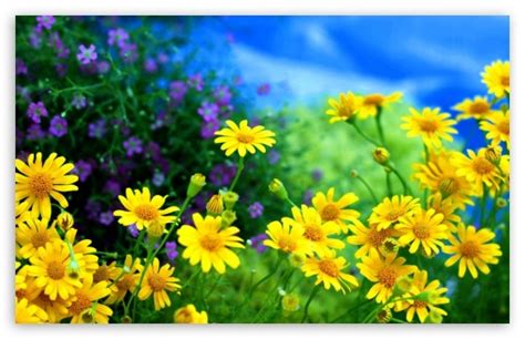Hd Yellow Flowers Wallpapers