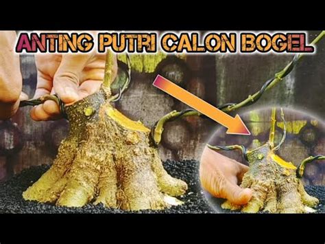 Pembentukan Gerak Dasar Dengan Wiring Anting Putri Wrightia Religiosa