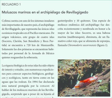 Recientemente se describió la babosa marina Chromodoris socorroensis
