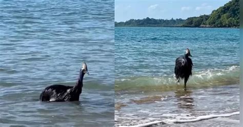 Estaban En La Playa Y Quedaron At Nitos Al Ver En El Agua Al Ave M S