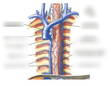 Label Anterior Intercostal Veins Diagram Quizlet