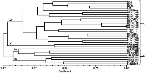 dendrogram illustrating hierarchical clustering of aonla genotypes download scientific diagram