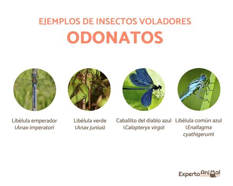 INSECTOS VOLADORES Nombres Características y Fotos