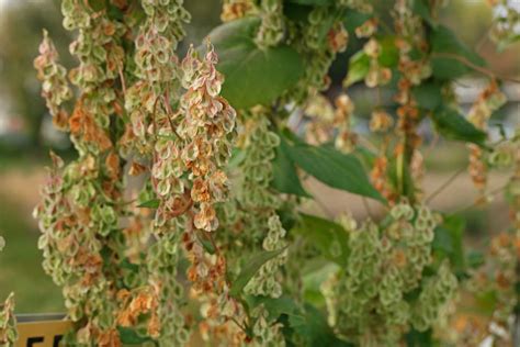 Fallopia Convolvulus