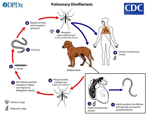BSM Partners Heartworm Disease