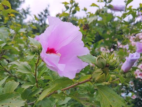 Roos Van Saron Roze Bloem Gratis Foto Op Pixabay Pixabay