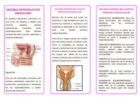 382194364 Triptico Reproductor Masculino SISTEMA REPRODUCTOR
