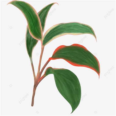 رسمت باليد الصغيرة الطازجة الحد الأدنى واقعية النباتات الاستوائية