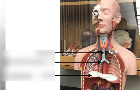 Lab Respiratory System Anatomy Human Part Diagram Quizlet