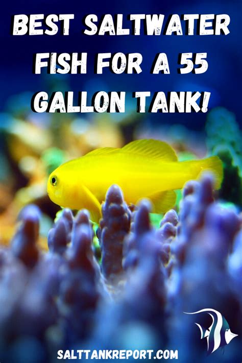 Best Saltwater Fish For A Gallon Tank Salt Tank Report