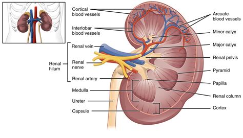 Renal Pelvis Location In Body