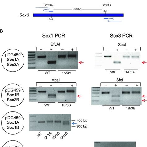 Generation Of Dual GRNA Expressing Vectors A Schematic Of Dual GRNA