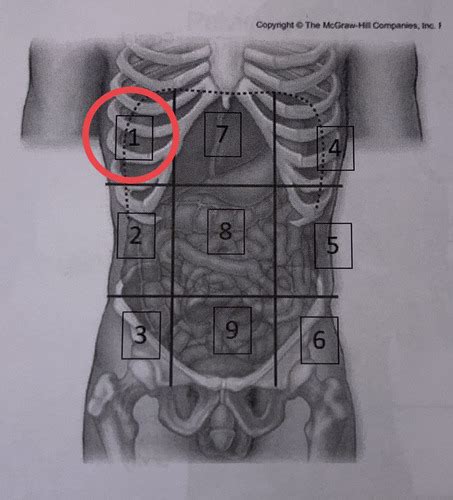 Sub Regions Of The Abdominopelvic Cavity Flashcards Quizlet