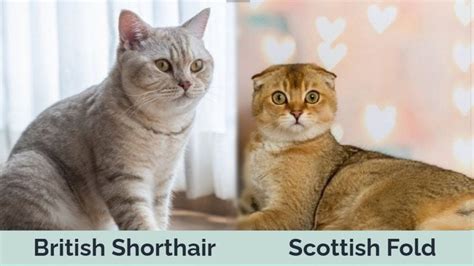 British Shorthair Vs Scottish Fold Cats The Differences With Pictures