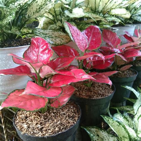 Jual Aglaonema Red Anjamani Super Rimbun Tanaman Hias Indoor Outdoor