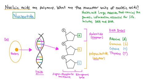 Nucleic Acids Chemical Structure