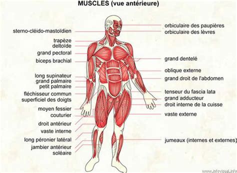 Liste Des Muscles Du Corps Humain
