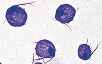 Mastering Microbiology Chapter 4 Flashcards Quizlet