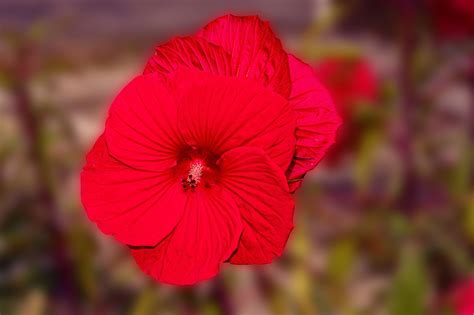 Kaasjeskruid Bloem Hibiscus Rode Gratis Foto Op Pixabay Pixabay