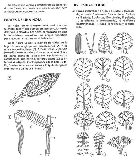 Clasificación de hojas Flores pintadas Hojas Diseños geométricos