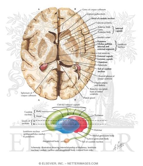 Basal Ganglia Basal Nuclei Ganglia