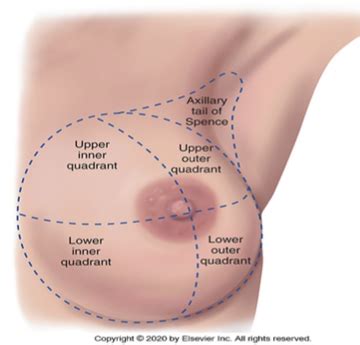 Wk Breasts Axillae And Regional Lymphatics Flashcards Quizlet