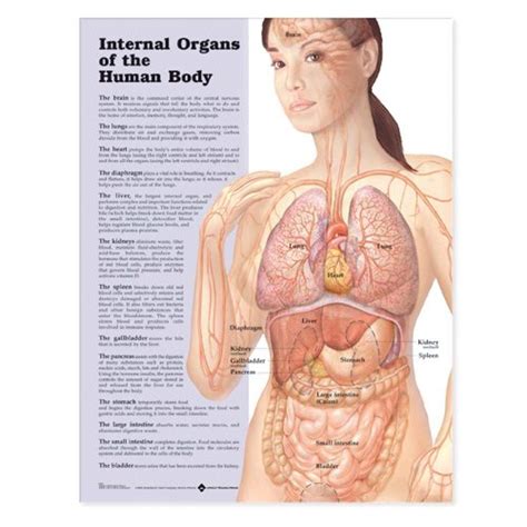 Internal Organs Of The Human Body Unmounted Anatomical Chart Company