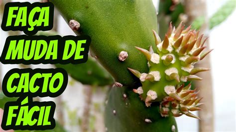 Dicas de como plantar fazer mudas de cacto Palma comestível e plantar