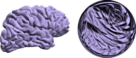 a human brain surface and its equiareal parameterization download scientific diagram