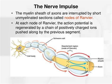 During The Transmission Of Nerve Impulses