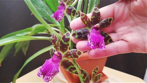 C Mo Cuidar Orquideas En Casa Orquidea Zygopetalum Youtube