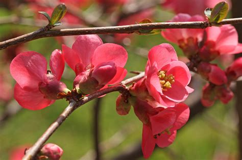meilleur Arbre Avec Fleur Rose Aperçu Businesssms