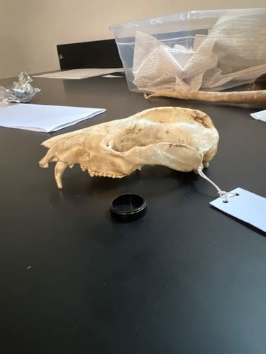 Mammal Skulls Flashcards Quizlet