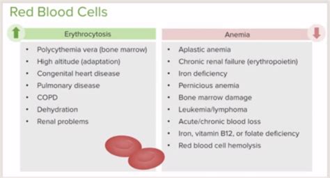 Rbc Wbc Disorders Flashcards Quizlet