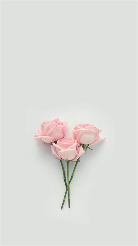 Pink Rose Aesthetic Wallpapers Wallpaper Cave